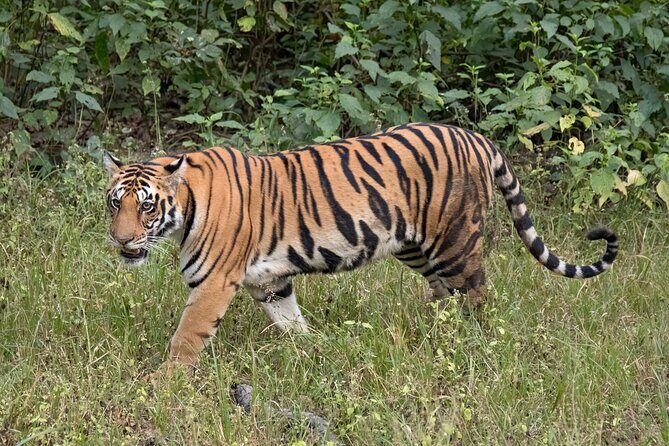 WildlifeSafari in Tadoba, Pench, Kanha & Bandhavgarh NationalPark - FAQs