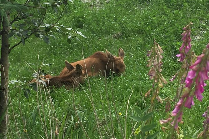 Wilds of Alaska Classic ATV Adventure - Safety Guidelines and Requirements