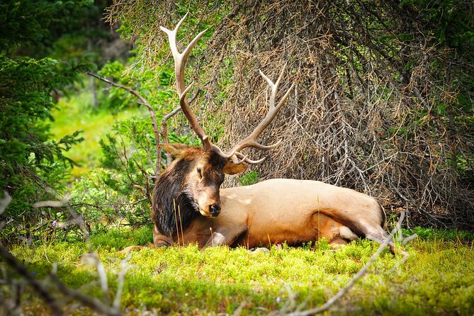 Wildside 4X4s Winter Wonderland Sledding Tour - Wildlife Sightings and Photo Opportunities