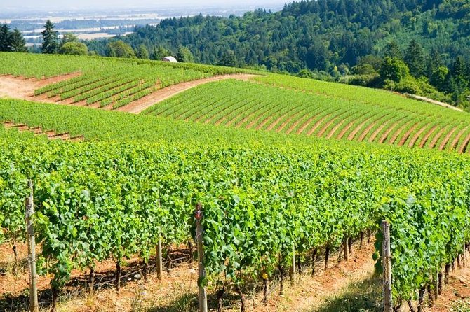 Willamette Valley Wine Tour from Portland - Key Points