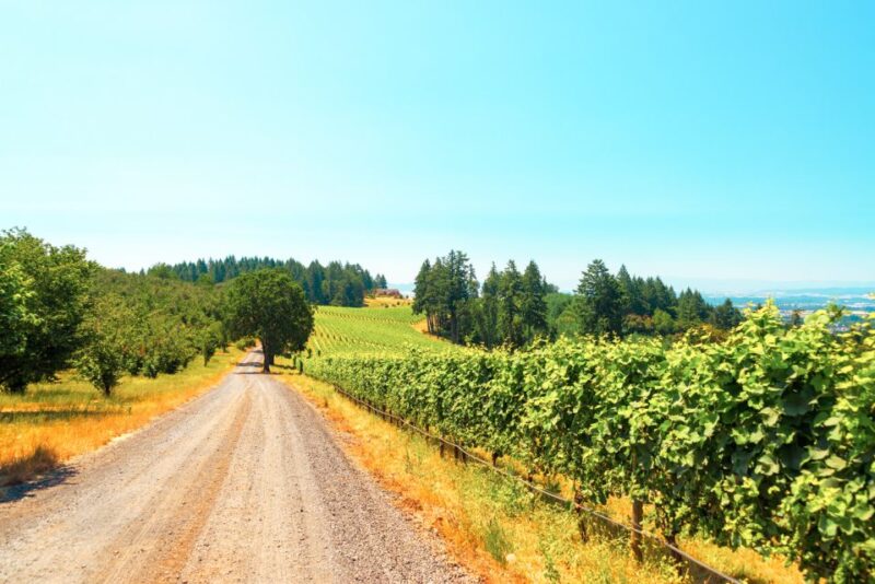 Willamette Valley Wine Tour - Who Will Love This Tour?