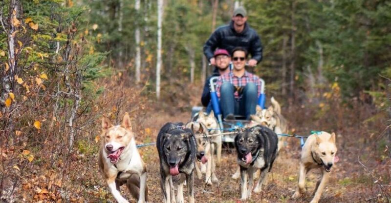 Willow: Summer Dog Sledding Ride in Alaska - Who Will Love This Tour?