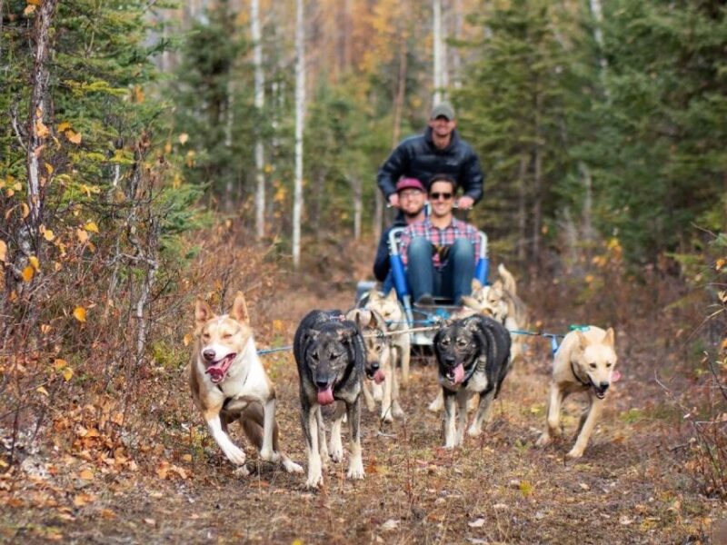 Willow: Summer Dog Sledding Ride in Alaska - FAQ about Willow’s Summer Dog Sledding Ride