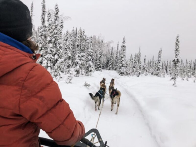 Willow: Traditional Alaskan Dog Sledding Ride - Authenticity and Common Praise
