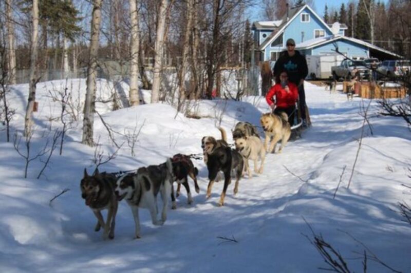 Willow: Traditional Alaskan Dog Sledding Ride - The Sum Up