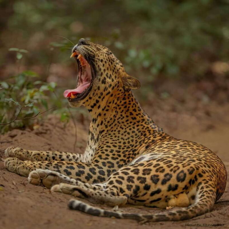 Wilpattu: All Inclusive Private Full-Day Jeep Safari 12h - Key Points