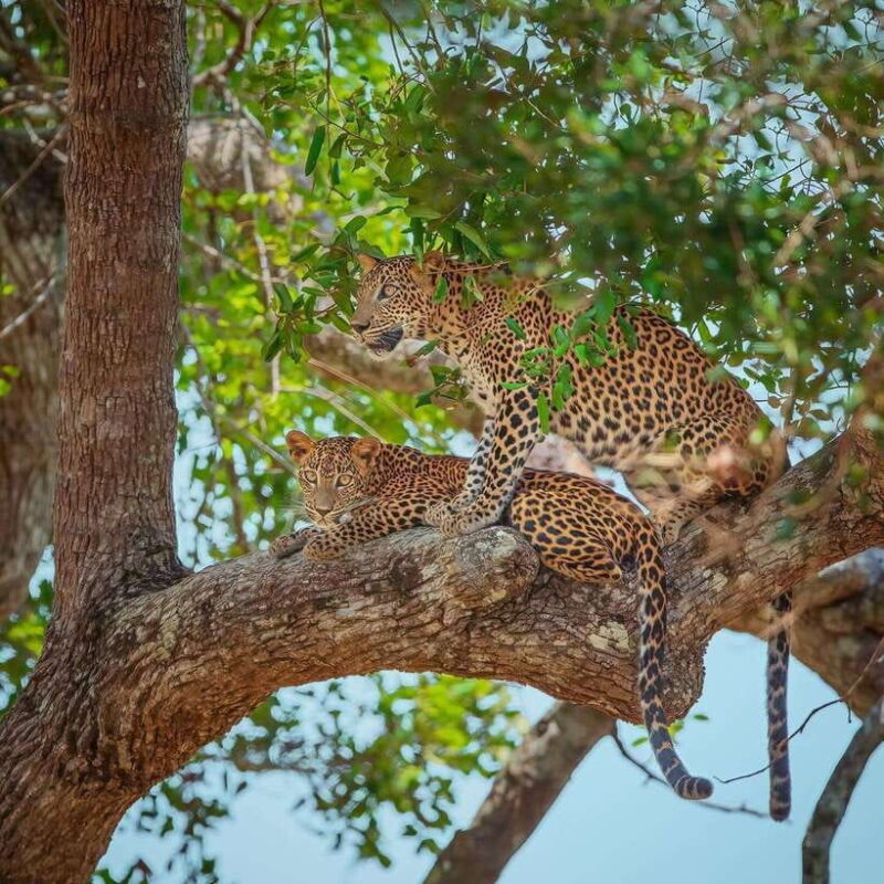 Wilpattu: All Inclusive Private Full-Day Jeep Safari 12h - The Itinerary: What You Can Expect