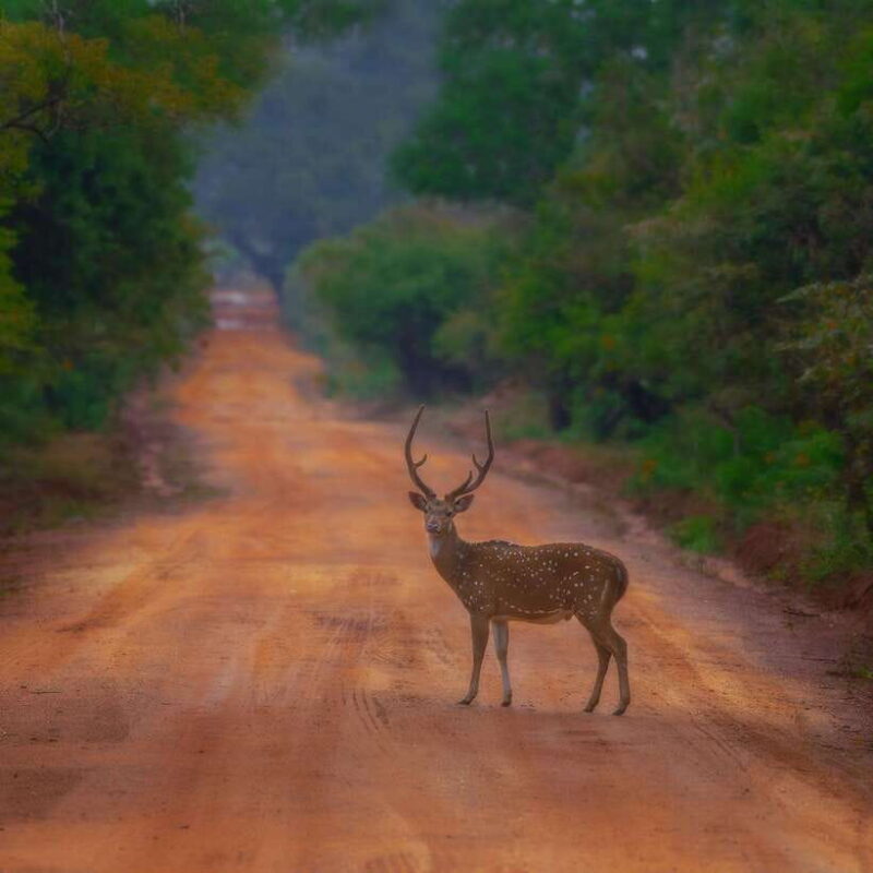 Wilpattu: All Inclusive Private Full-Day Jeep Safari 12h - Authentic Feedback and Insights from Reviews