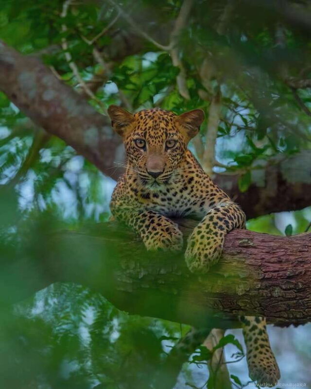 Wilpattu: All Inclusive Private Full-Day Jeep Safari 12h - FAQ