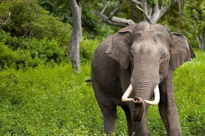 Wilpattu Half Day Safari from Kandy - An Honest Look at the Wilpattu Safari Tour