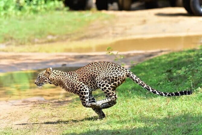 Wilpattu Half Day Safari from Sigiriya - Exploring the Wilpattu Half Day Safari from Sigiriya
