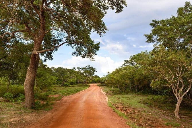 Wilpattu Half Day Safari from Sigiriya - Why Choose This Safari?