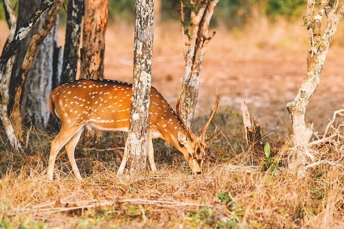 Wilpattu Half Day Safari from Sigiriya - Who Will Love This?