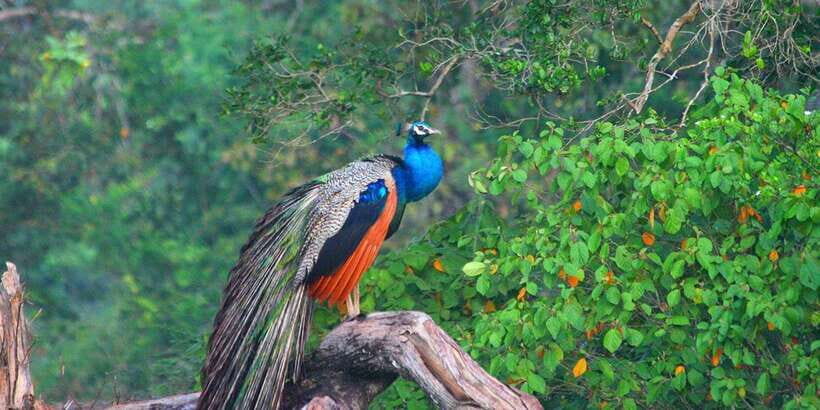 Wilpattu: Jeep Safari Day Tour From Colombo or Negombo - FAQs