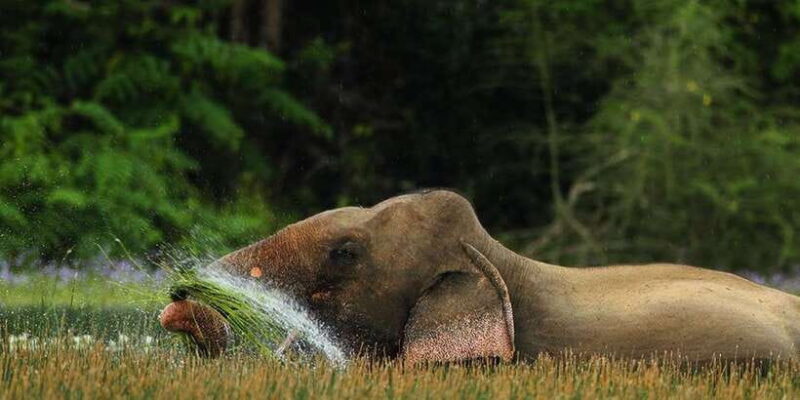 Wilpattu: Jeep Safari Day Tour From Colombo - What the Tour Includes and What You Should Know