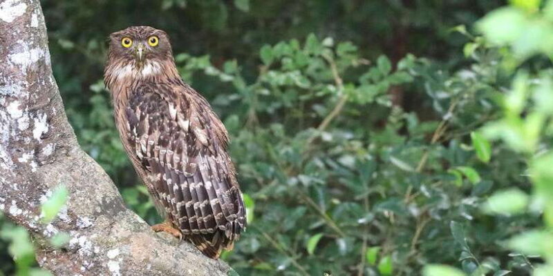 Wilpattu: Jeep Safari Day Tour From Colombo - Frequently Asked Questions