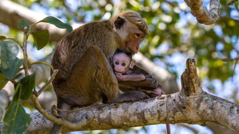 Wilpattu: Jeep Safari Day Tour From Sigiriya or Dambulla - Introduction: What to Expect from the Wilpattu Jeep Safari Tour