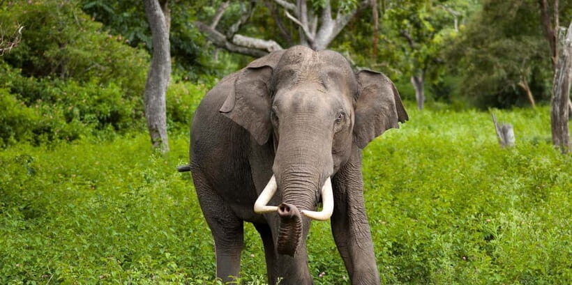 Wilpattu: Jeep Safari Day Tour From Sigiriya or Dambulla - Overview of the Wilpattu Jeep Safari Tour