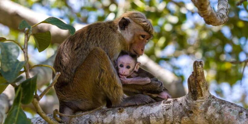 Wilpattu: Jeep Safari Day Tour From Sigiriya - The Itinerary Breakdown