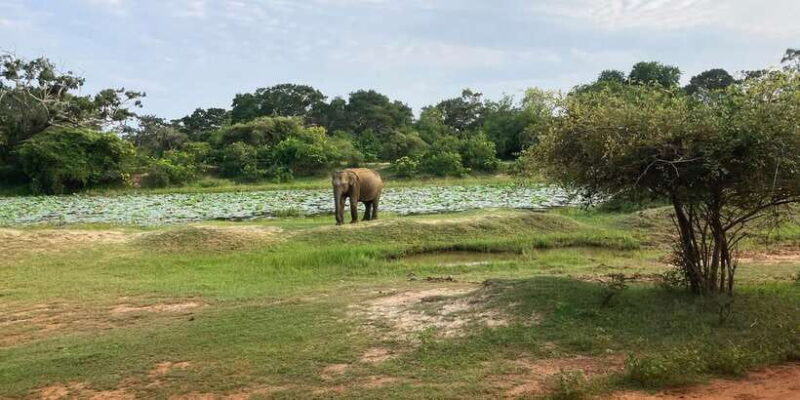Wilpattu: Jeep Safari Day Tour From Sigiriya - The Authentic and Uncrowded Experience