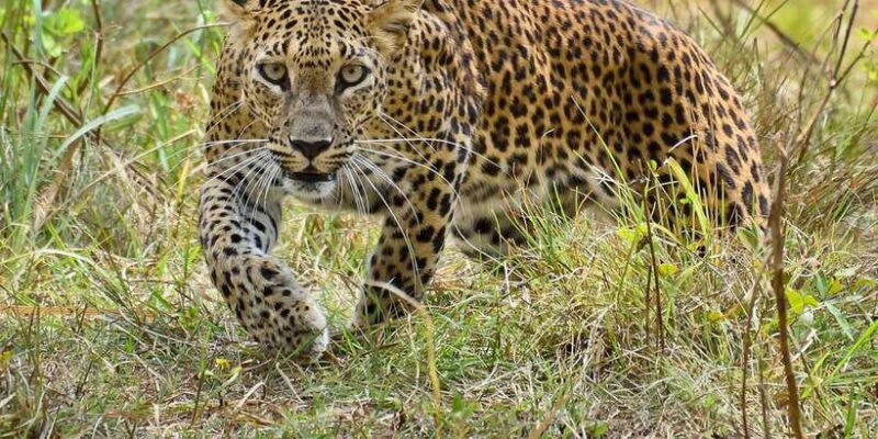 Wilpattu: Jeep Safari Day Tour From Sigiriya - The Sum Up