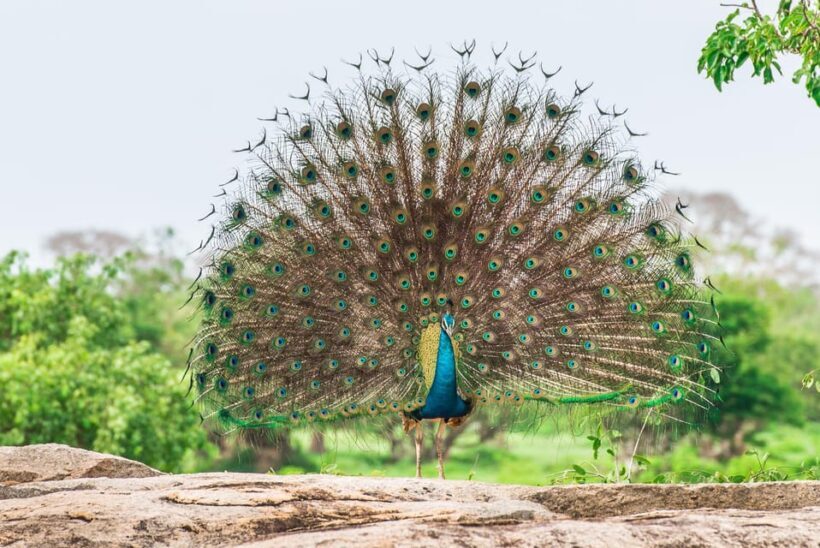 Wilpattu: Jeep Safari Day Tour From Trincomalee or Pasikudah - Final Thoughts
