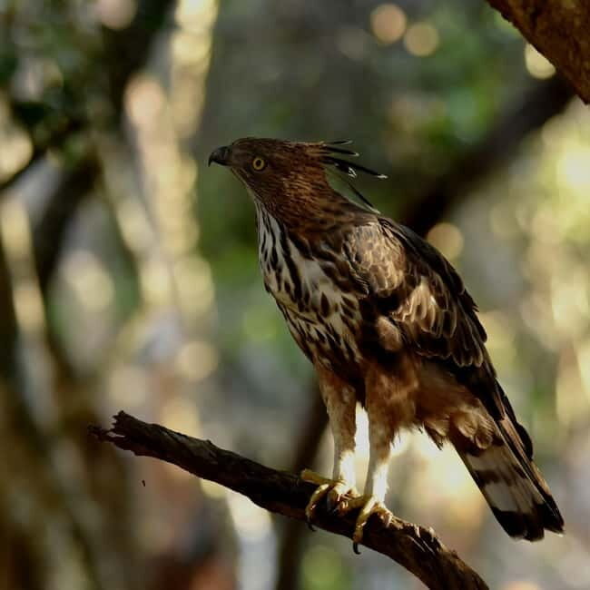 Wilpattu leopard safari and free jeep with guide included. - FAQ