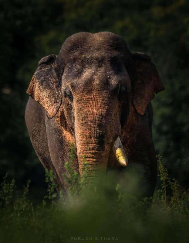 Wilpattu leopard safari from colombo with jeep 4x4 & guide - Key Points