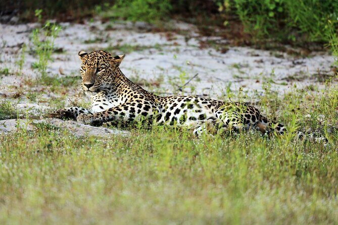 Wilpattu National Park 4-Hours Safari | with Naturalist - Key Points