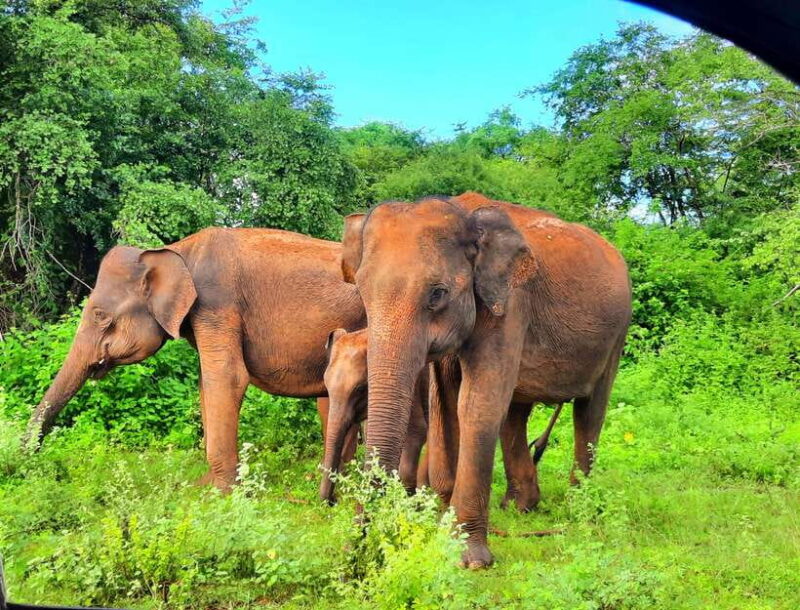 Wilpattu National Park : 5 Hours & 12 Hours Day Tours - Key Points