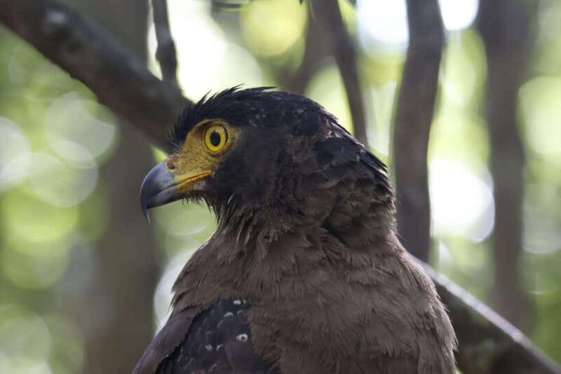 Wilpattu National Park : 5 Hours & 12 Hours Day Tours - The Authentic Experience