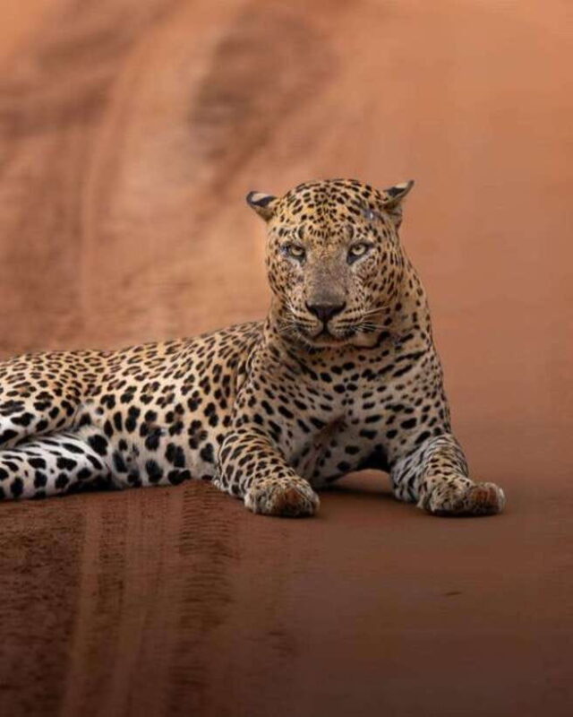 Wilpattu National park - All Inclusive Safari Day Tour - Final Thoughts: Is This Tour Right for You?