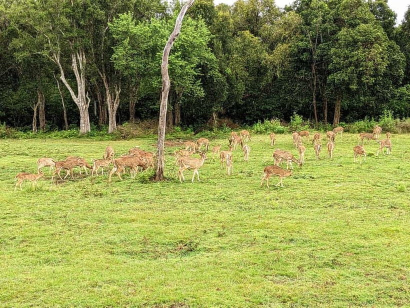Wilpattu National park - Full day Safari (06:00am - 18:00pm) - The Sum Up: Is It Worth It?