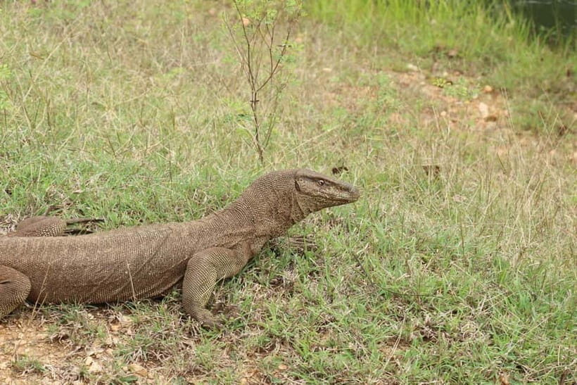 Wilpattu National park - Full day Safari (06:00am - 18:00pm) - FAQ