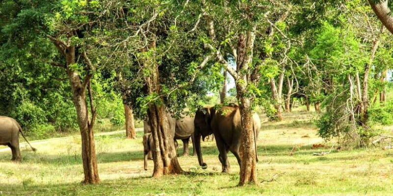 Wilpattu National park - Full day Safari (06:00am - 18:00pm) - Who Is This Tour Perfect For?