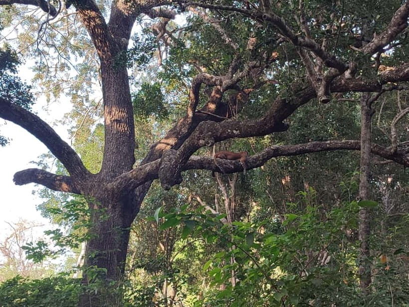 Wilpattu National park: Morning or Afternoon PRIVATE Safari - Who Should Consider This Tour?