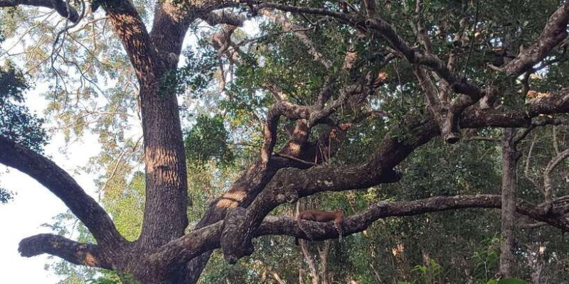 Wilpattu National park: Morning or Afternoon PRIVATE Safari - Key Points