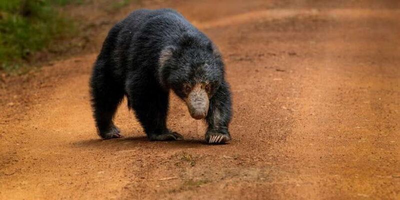 Wilpattu National park: Morning or Afternoon PRIVATE Safari - The Experience: What Travelers Say