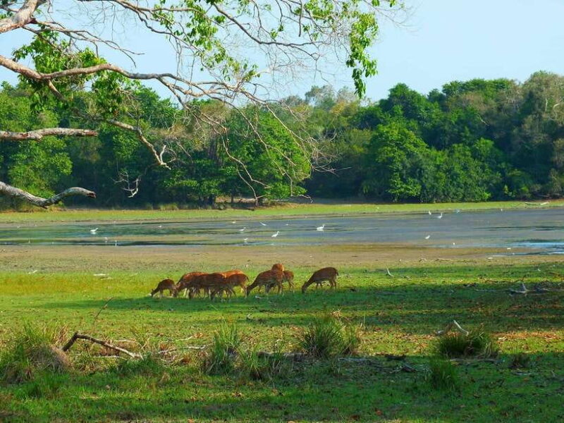 Wilpattu National Park: Morning or Afternoon Safari - Key Points