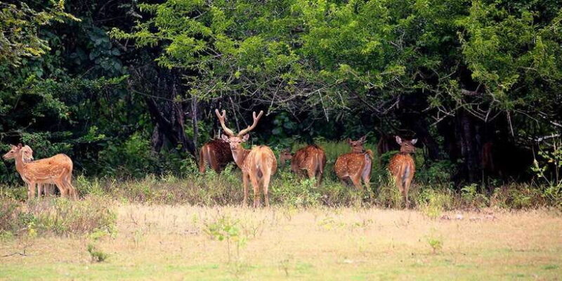 Wilpattu National park - Morning or Afternoon Safari - The Quality of Guides and Visitors’ Experiences