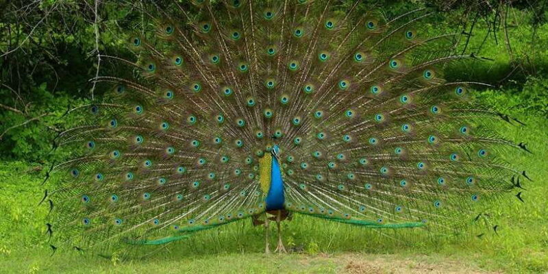 Wilpattu National park - Morning or Afternoon Safari - Pricing and Overall Value