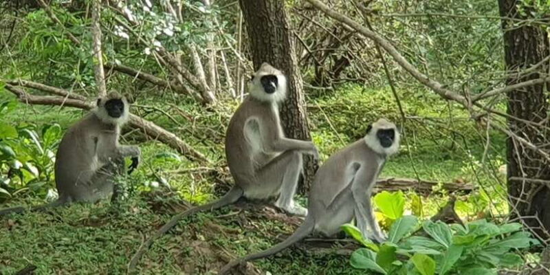 Wilpattu National park - Morning or Afternoon Safari - Final Thoughts