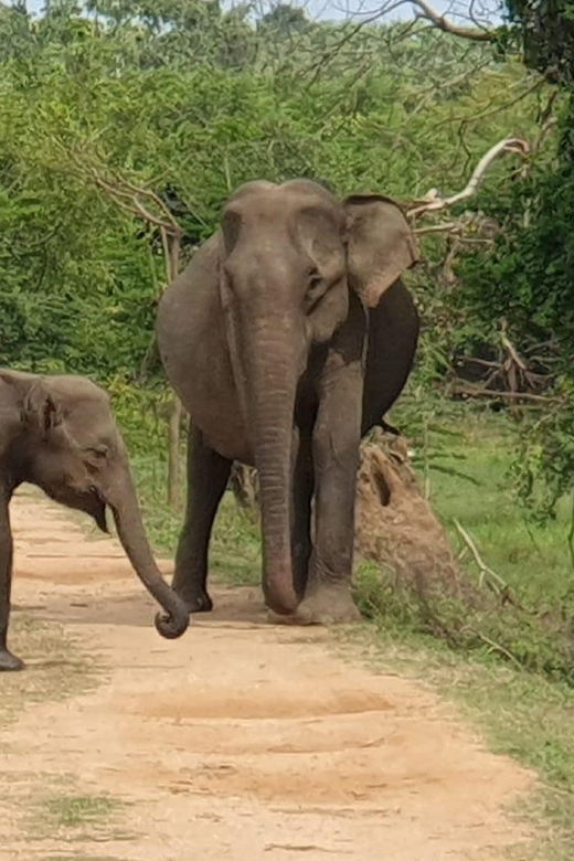 Wilpattu National park - Morning or Afternoon Safari - FAQ