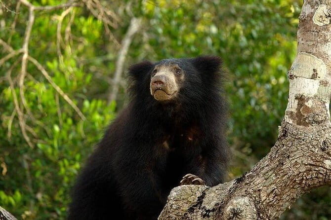 Wilpattu National Park Private Full Day Safari From Negombo - Who Will Love This Experience?