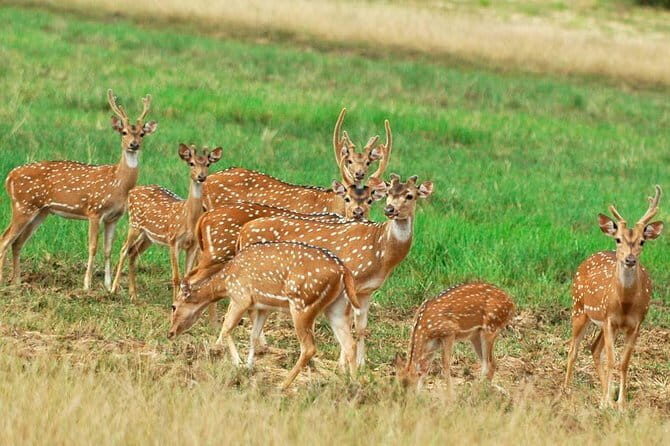 Wilpattu National Park Private Jeep Safari From Colombo & Negombo - The Value of the Experience
