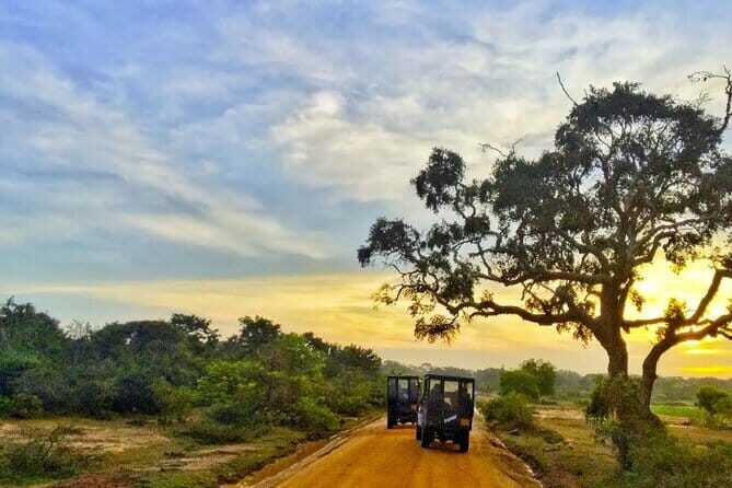 Wilpattu National Park Private Jeep Safari From Colombo & Negombo - Authentic Experience and Tips for Travelers