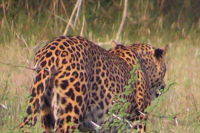 Wilpattu National Park Private Jeep Safari From Colombo & Negombo - Who Should Book This Tour?