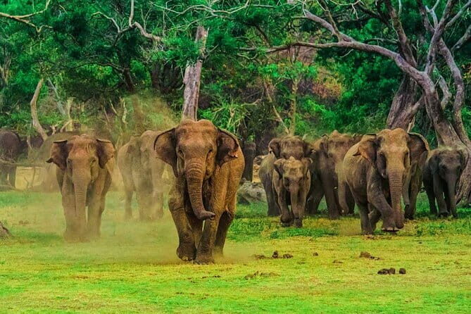 Wilpattu National Park Private Jeep Safari From Colombo & Negombo - The Sum Up