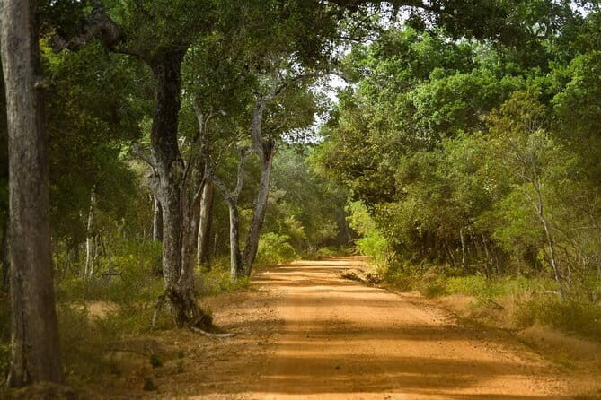 Wilpattu National Park Private Jeep Safari From Colombo & Negombo - Who Should Consider This Tour?