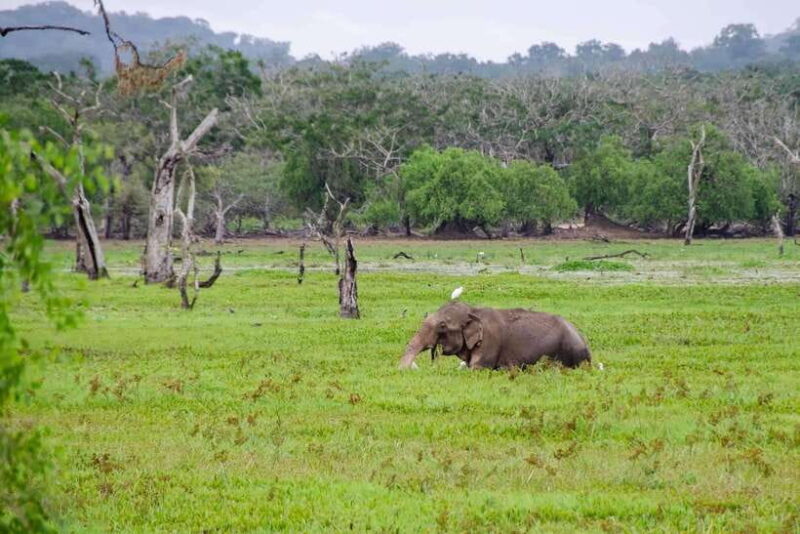 Wilpattu National Park: Private Safari (12hrs) - Final Thoughts